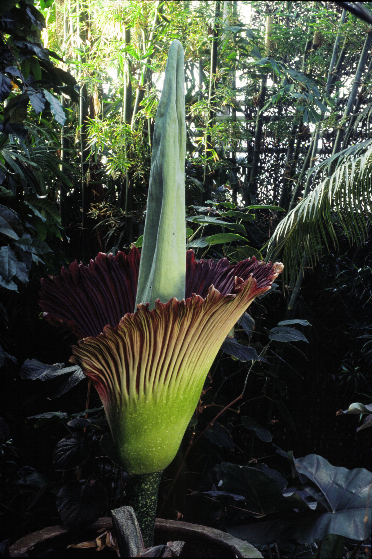 Titan arum - Amorphophallus titanum | Museum/nl\